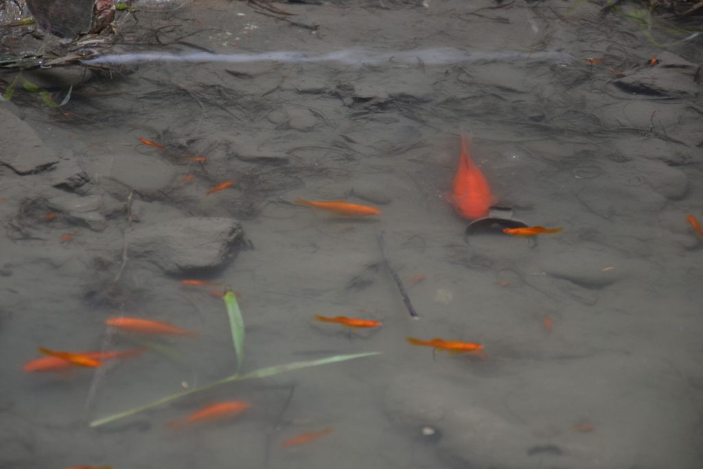 fish-pond-campus – BSOP
