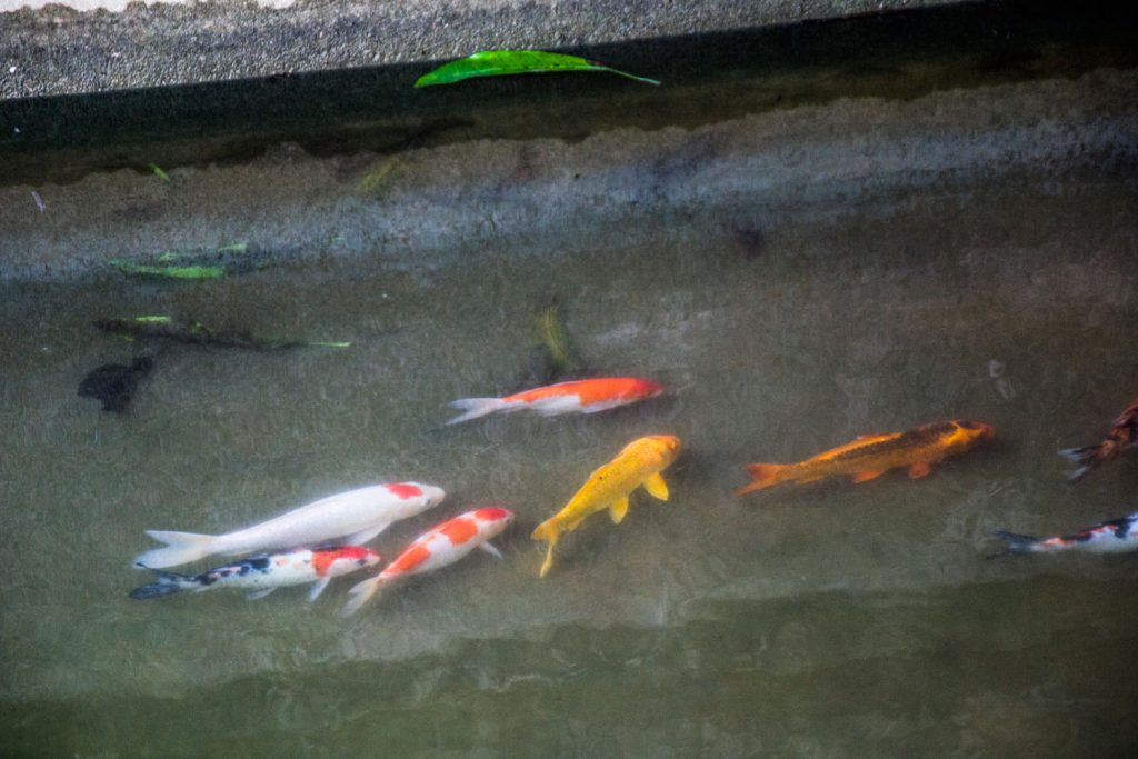 campus-fish-pond – BSOP