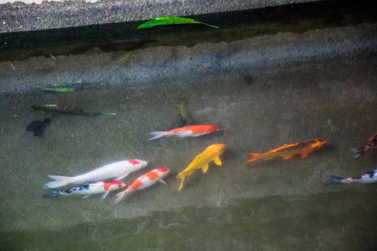 campus-fish-pond – BSOP